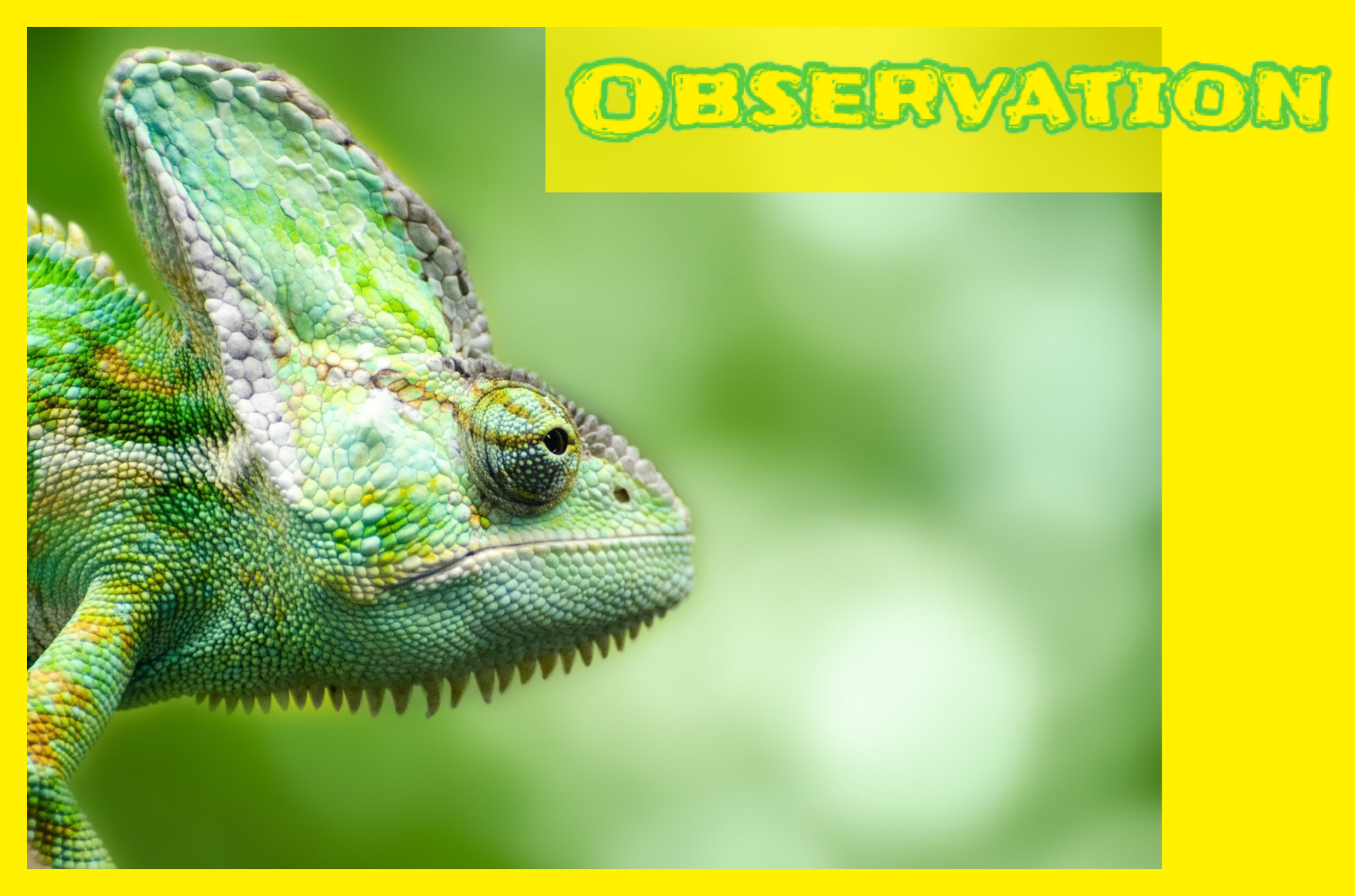 The Character of a Chameleon